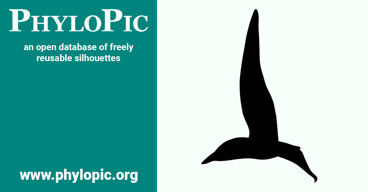 Nemicolopterus crypticus by Amy Beauvois (CC0 1.0) - PhyloPic