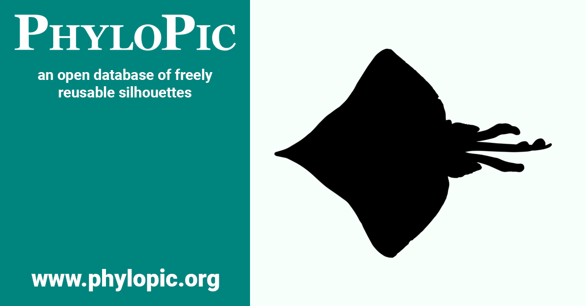 Dipturus chilensis by Ignacio Contreras (CC BY 3.0) - PhyloPic