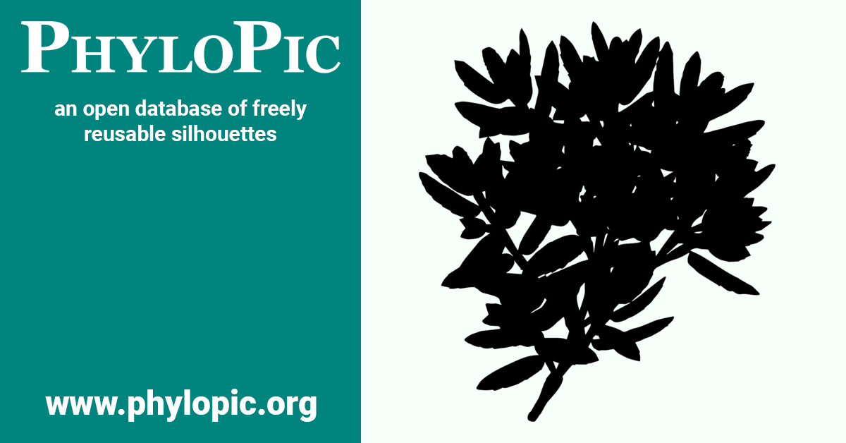 Mesangiospermae - PhyloPic