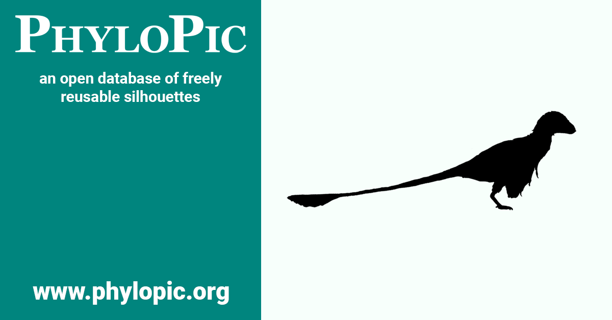 Scansoriopterygidae - PhyloPic