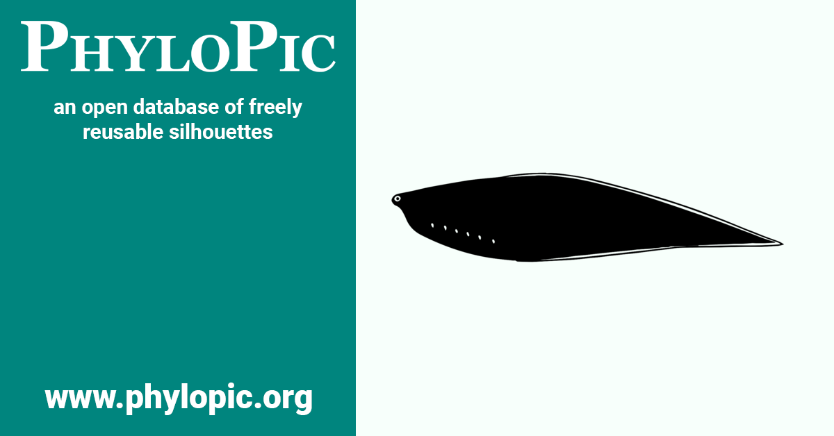 Metaspriggina walcotti by Cyrus Theedishman and T. Michael Keesey (CC ...