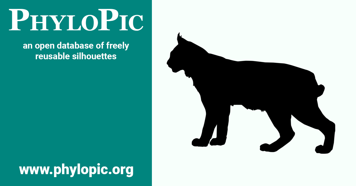Lynx rufus - PhyloPic
