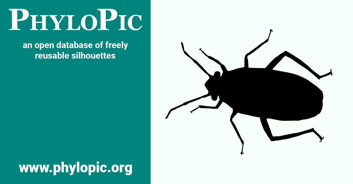 Apolygus lucorum by Dave Angelini (CC0 1.0) - PhyloPic