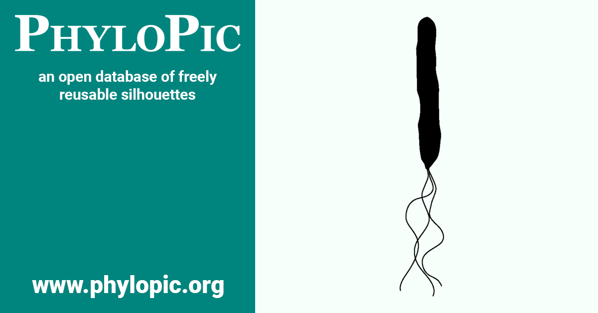 Thermocrinis - PhyloPic