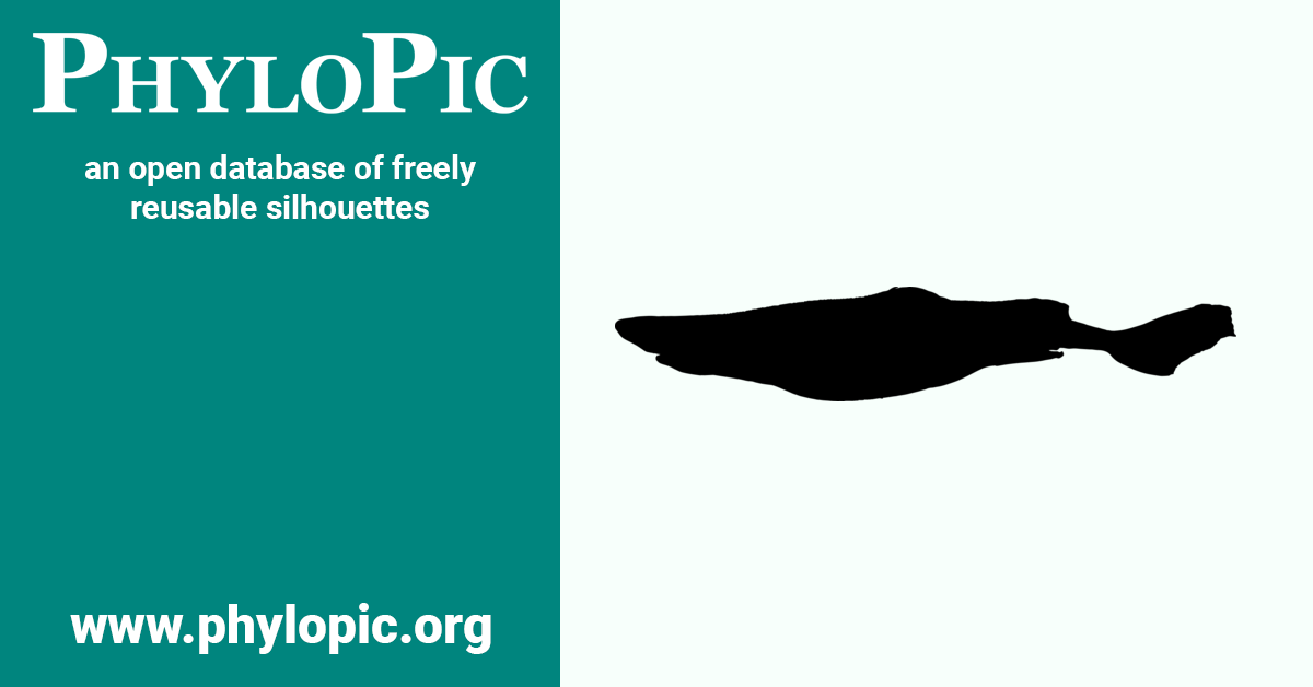 Aculeola nigra by Ignacio Contreras (CC BY 3.0) - PhyloPic