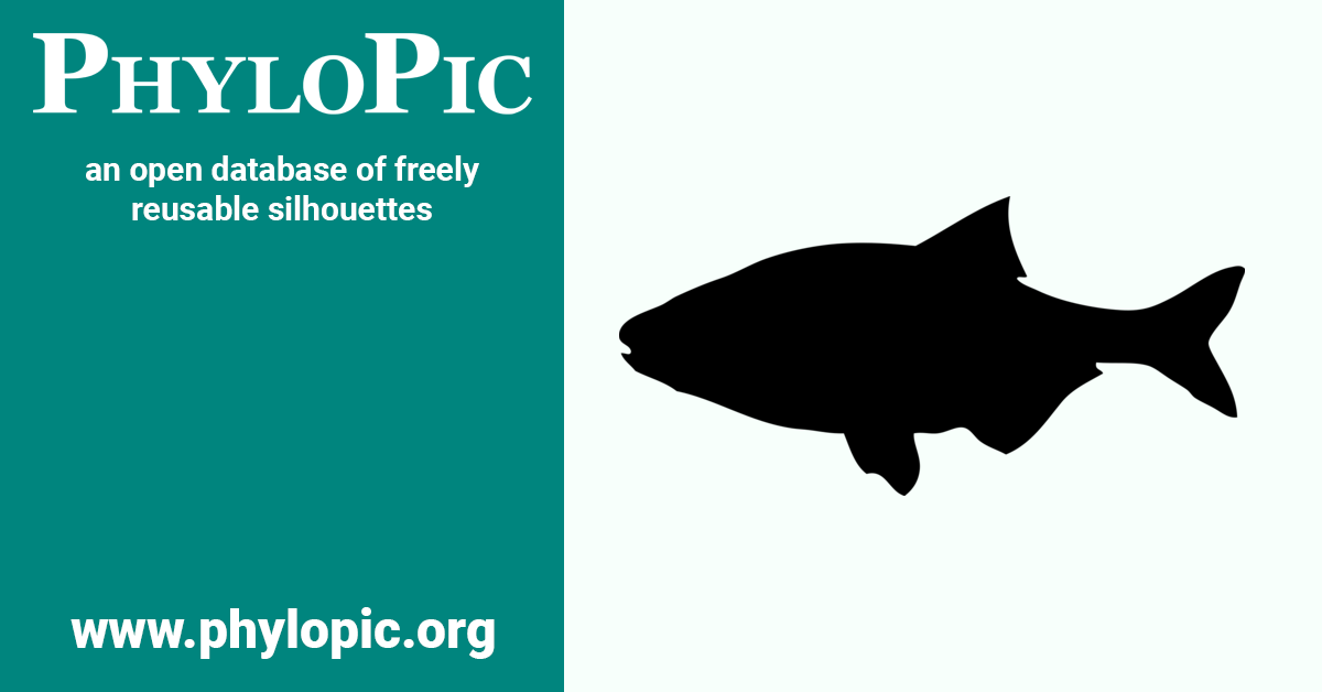 Hiodontidae - PhyloPic