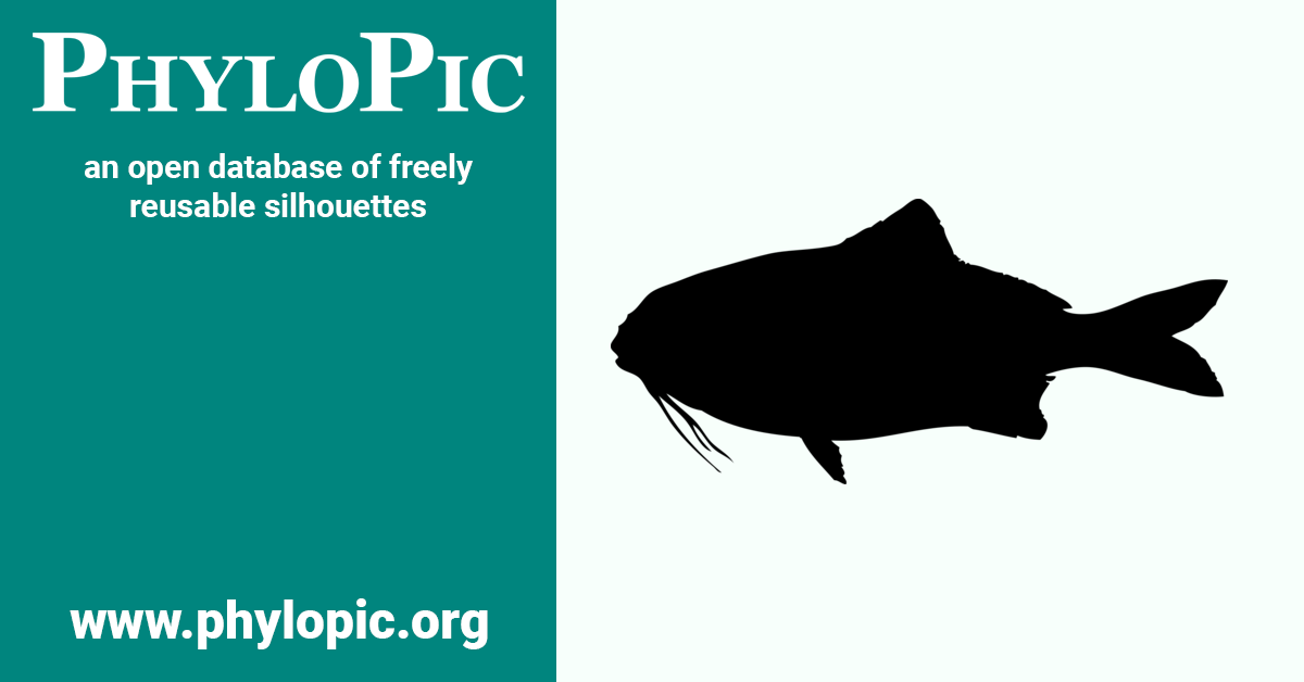 Polymixia nobilis (PDM 1.0) - PhyloPic