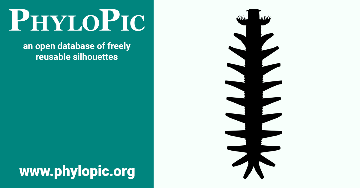 Aysheaia pedunculata by Martin R. Smith (CC BY 4.0) - PhyloPic