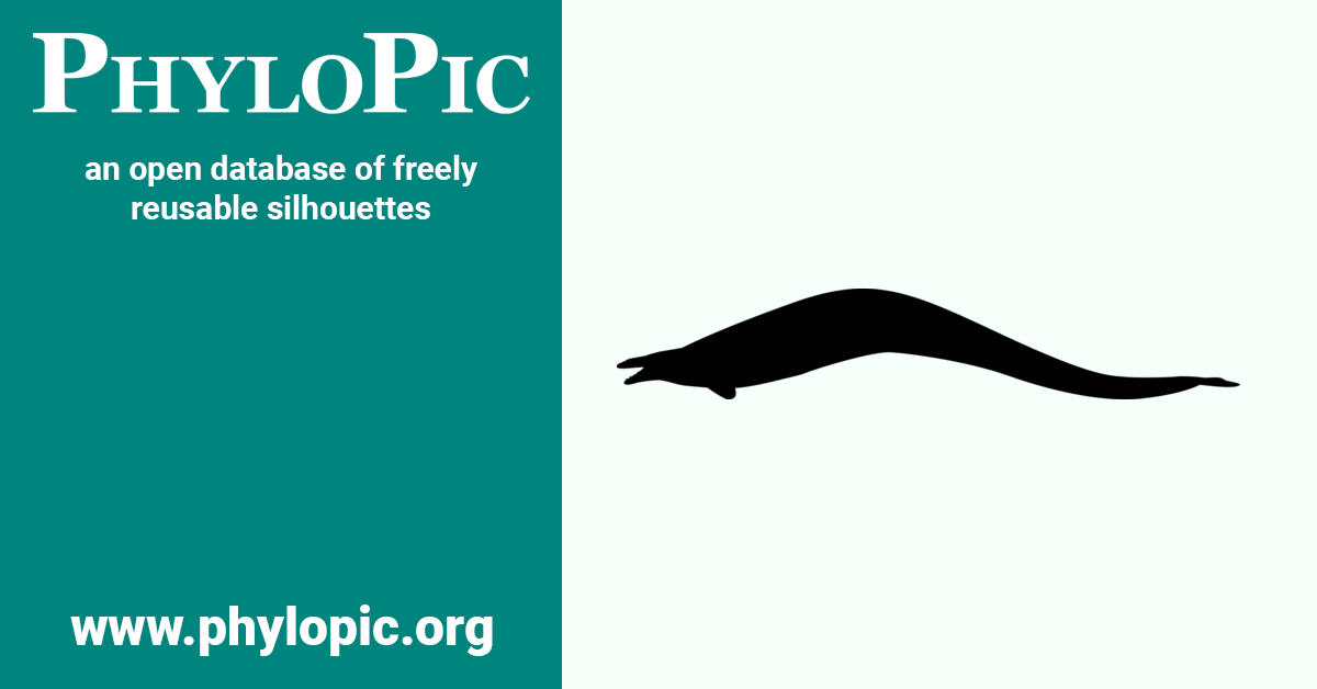 Basilosaurus isis by Michael Tripoli (CC BY 4.0) - PhyloPic