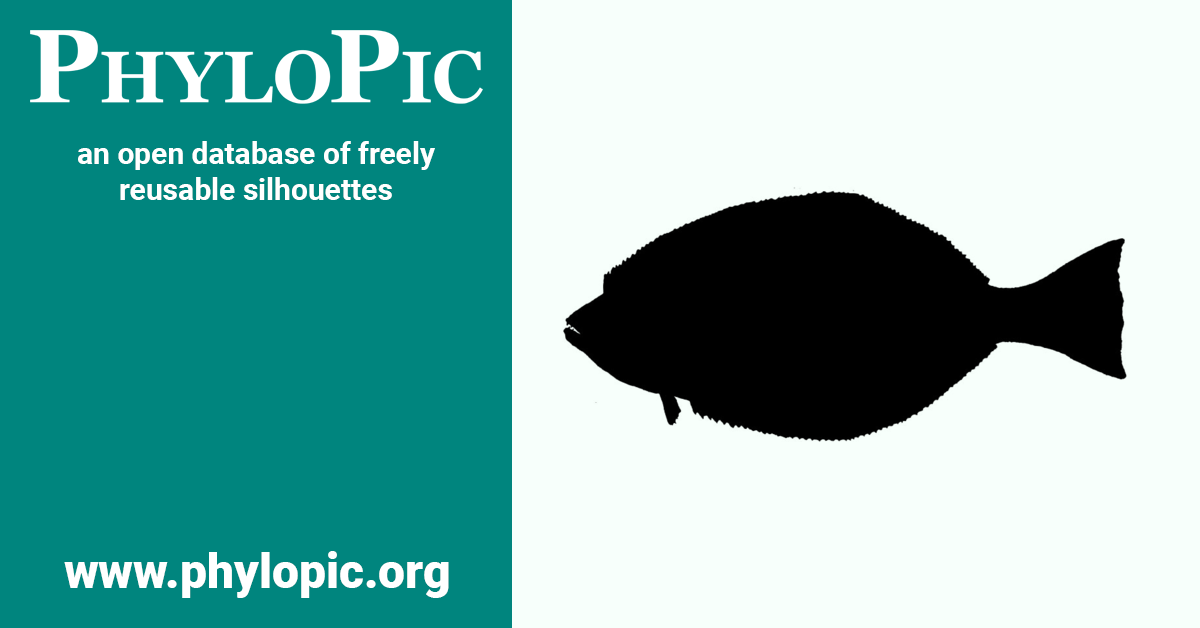 Paralichthys californicus by Nick Schooler (PDM 1.0) - PhyloPic