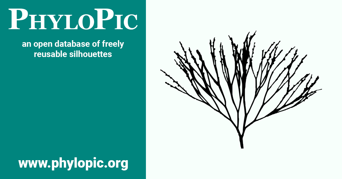 Psilotum nudum by Mason McNair (CC0 1.0) - PhyloPic