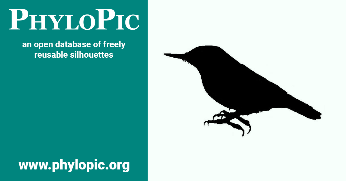 Sitta carolinensis - PhyloPic