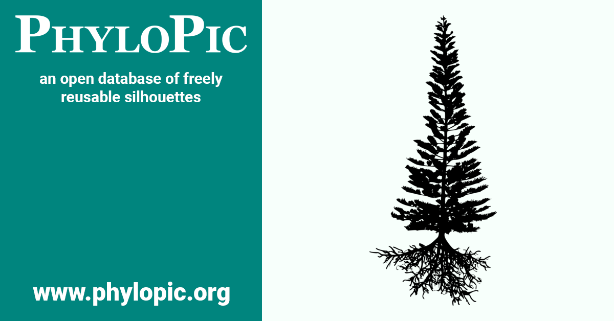 Araucaria columnaris (CC0 1.0) - PhyloPic