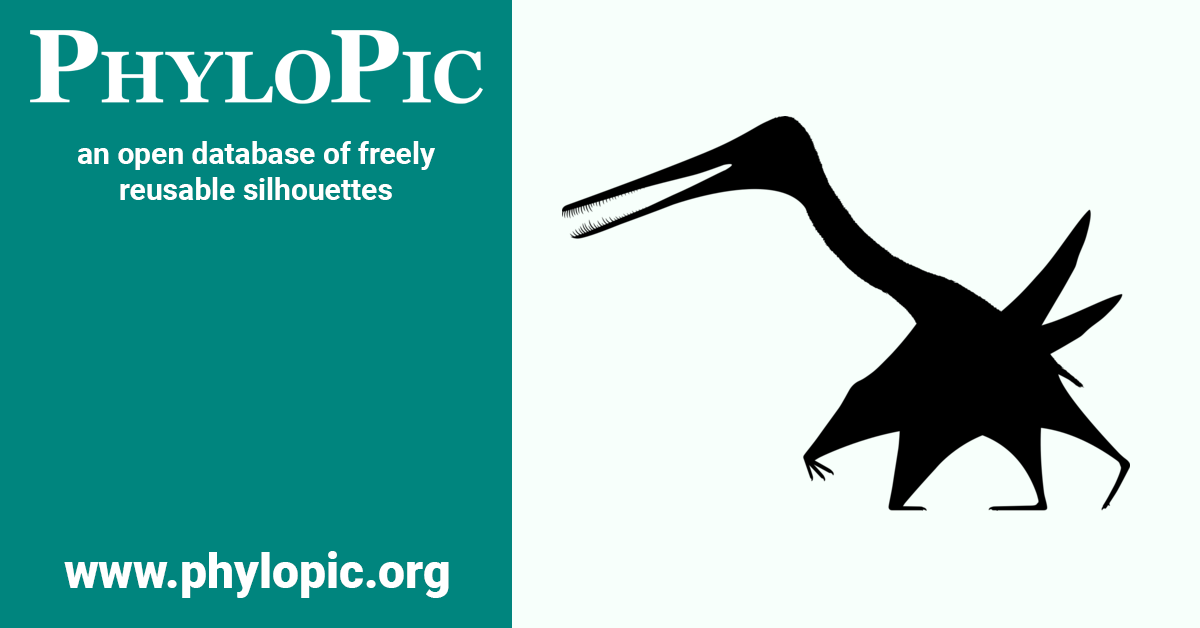 Forfexopterus jeholensis by C. Marchant (CC BY 4.0) - PhyloPic