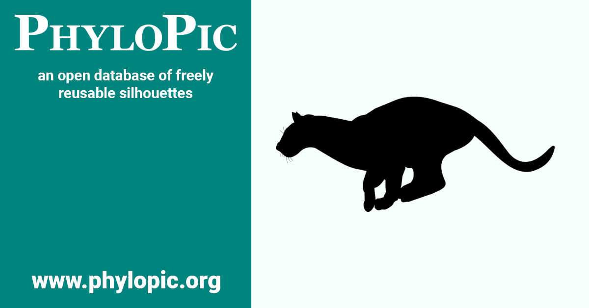 Proailurus - PhyloPic