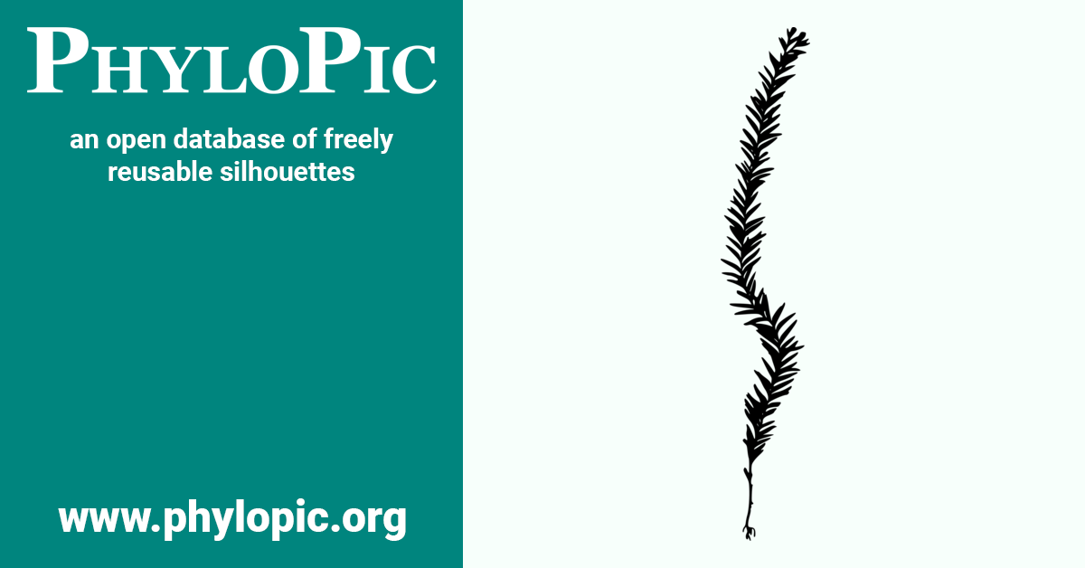 Monilophyta - PhyloPic