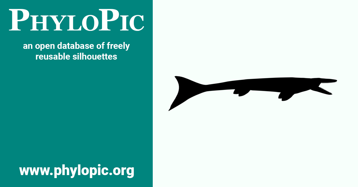 Taniwhasaurus by Craig Dylke (CC BY 3.0) - PhyloPic