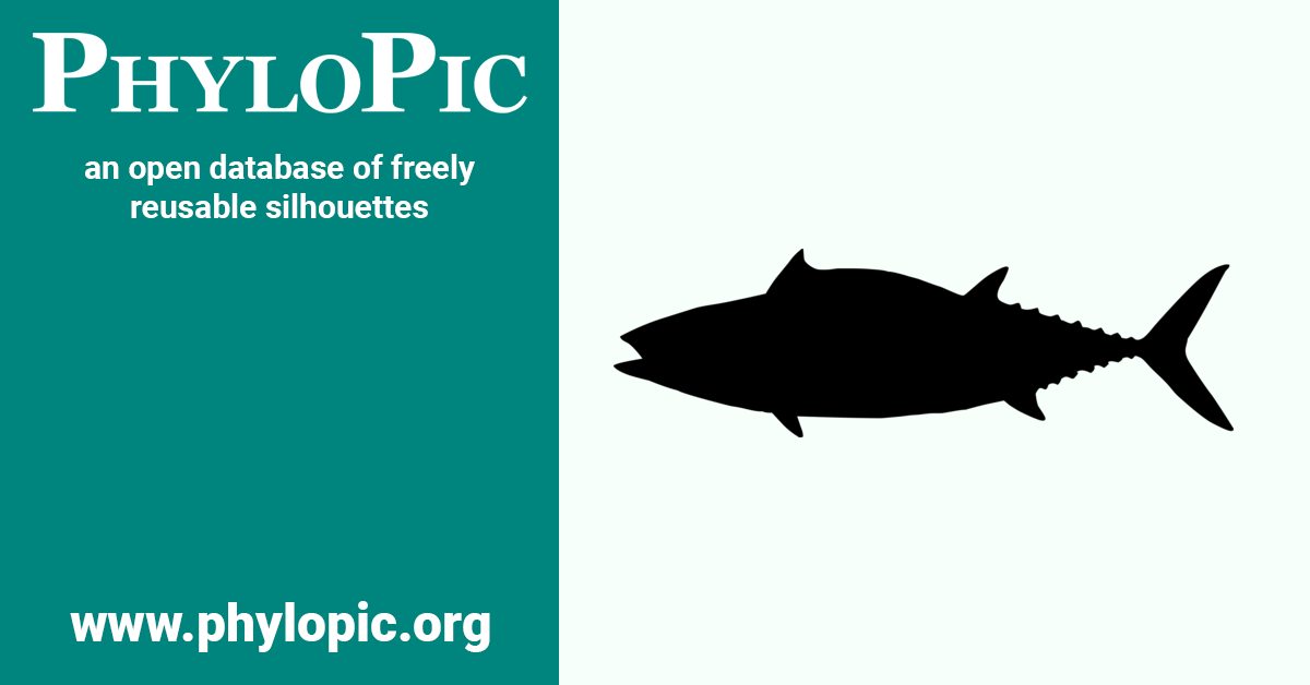 Allothunnus fallai by Tony Ayling (vectorized by T. Michael Keesey) (CC ...