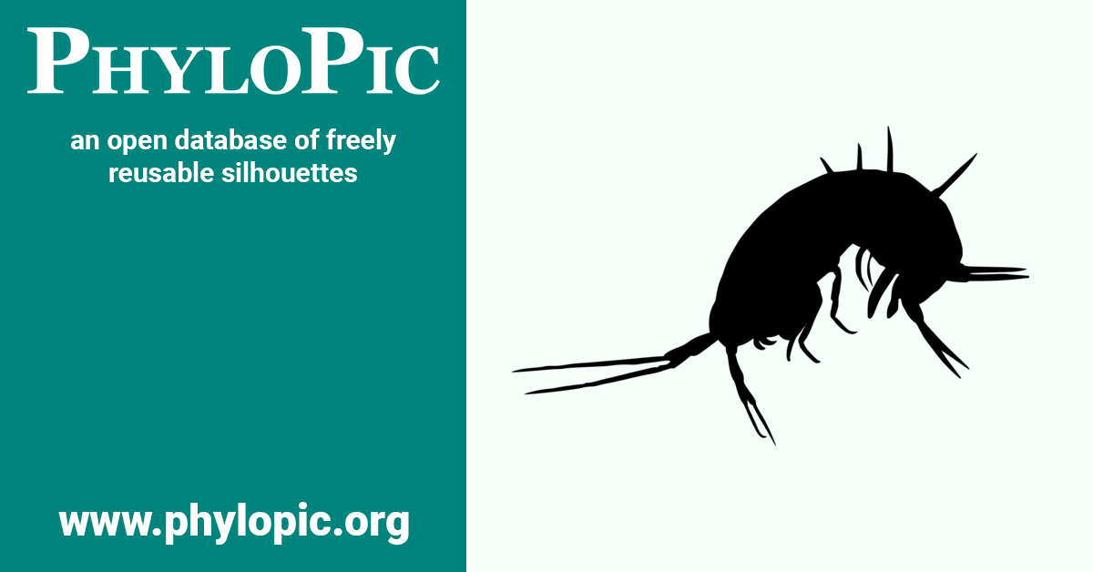 Niphargidae - PhyloPic