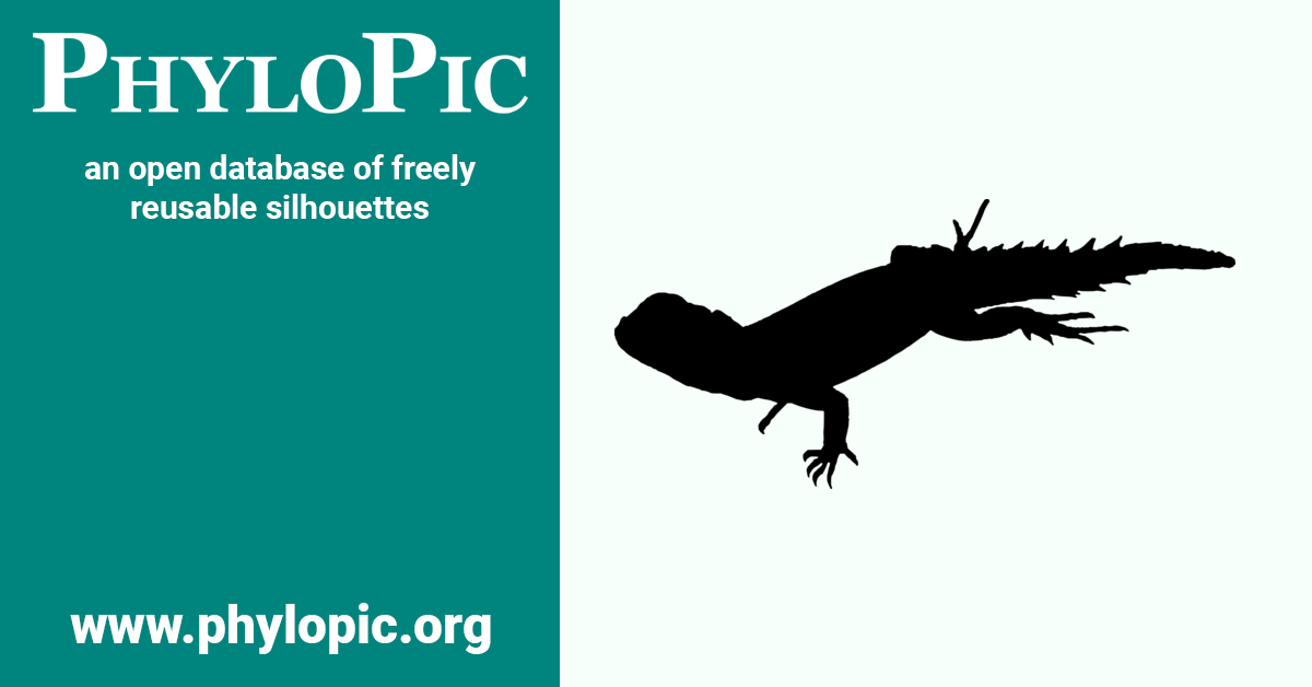 Oplurus cyclurus by Jose Carlos Arenas-Monroy (CC0 1.0) - PhyloPic