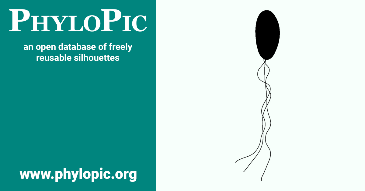Photobacterium phosphoreum (CC0 1.0) - PhyloPic