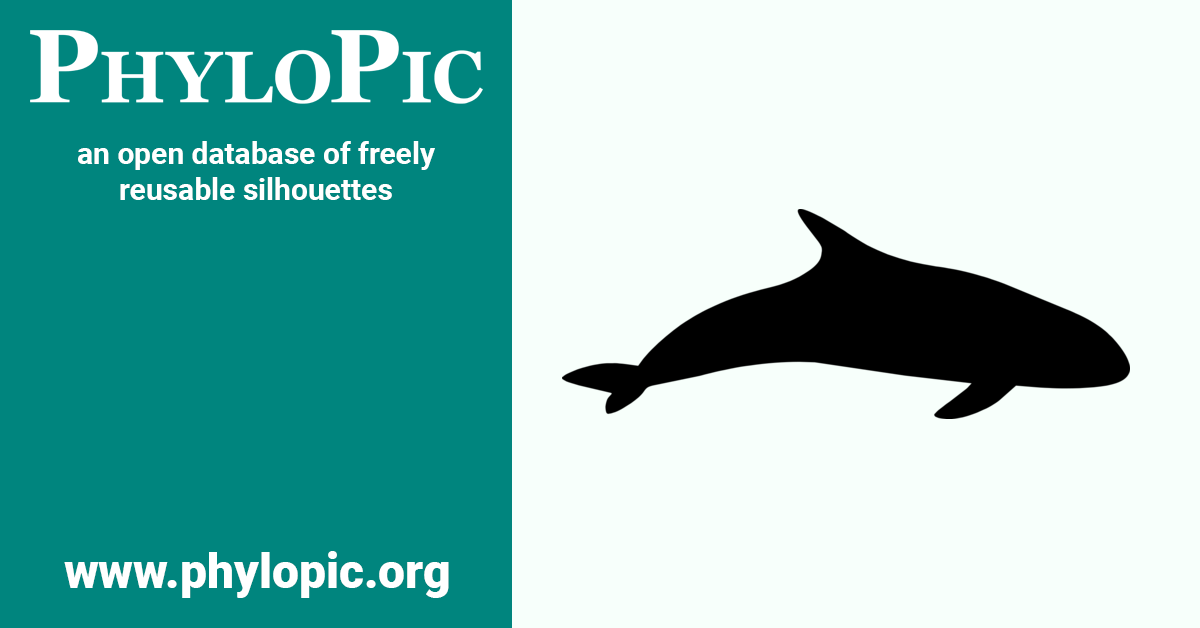 Feresa attenuata by Chris huh (CC BY-SA 3.0) - PhyloPic