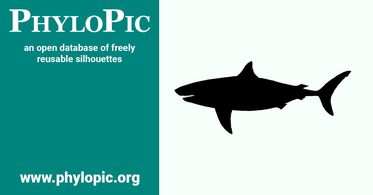 Cretoxyrhina mantelli by Dmitry Bogdanov (vectorized by T. Michael ...