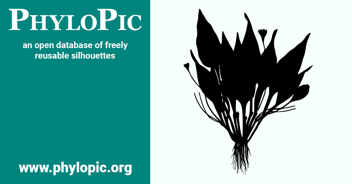 Trichopus zeylanicus (CC0 1.0) - PhyloPic
