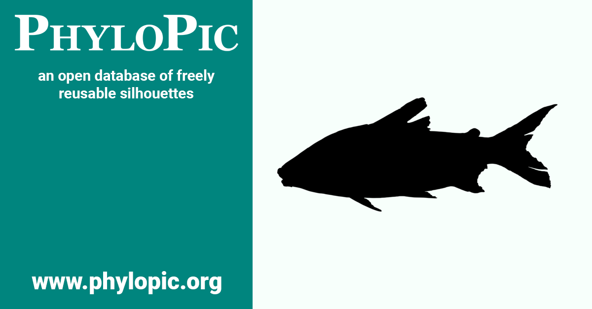 Prochilodus reticulatus by Grupo de Ictiología de la Universidad de ...