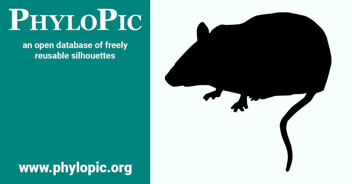 Akodon montensis by Edwin Price (CC0 1.0) - PhyloPic