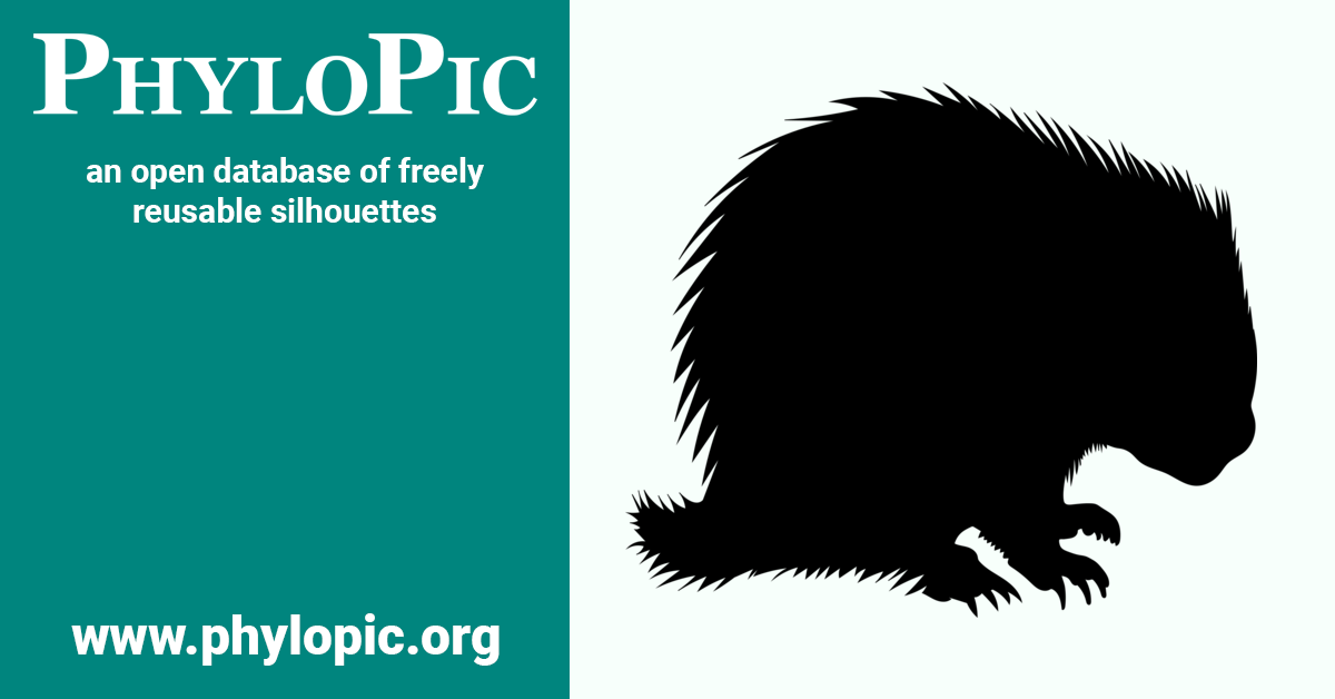 Coendou rufescens by Sofía Terán Sánchez (CC0 1.0) - PhyloPic