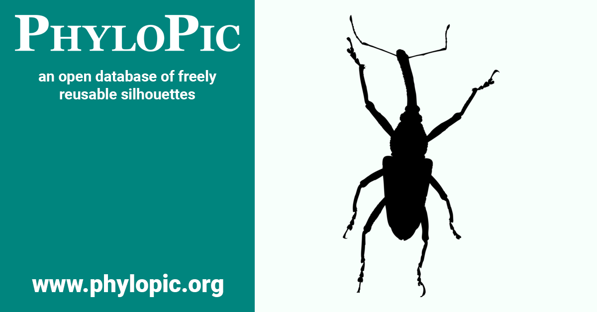 Vanapa oberthuri by Notafly (vectorized by T. Michael Keesey) (CC BY-SA ...
