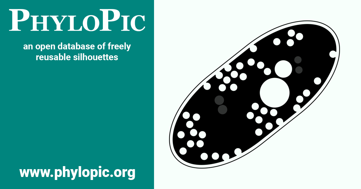 Rhodobacter sphaeroides by Matt Crook (CC BY-SA 3.0) - PhyloPic