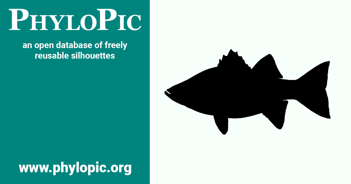 Morone chrysops (CC0 1.0) - PhyloPic
