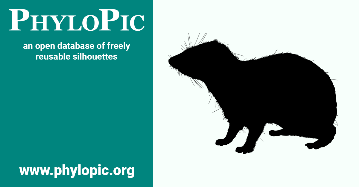 Procaviidae - PhyloPic