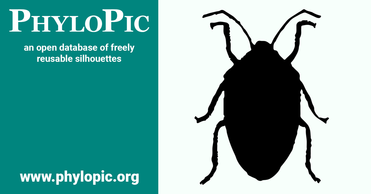 Halyomorpha halys by Christoph Schomburg (CC0 1.0) - PhyloPic