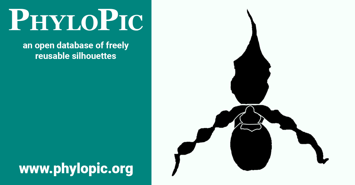 Cypripedium - PhyloPic