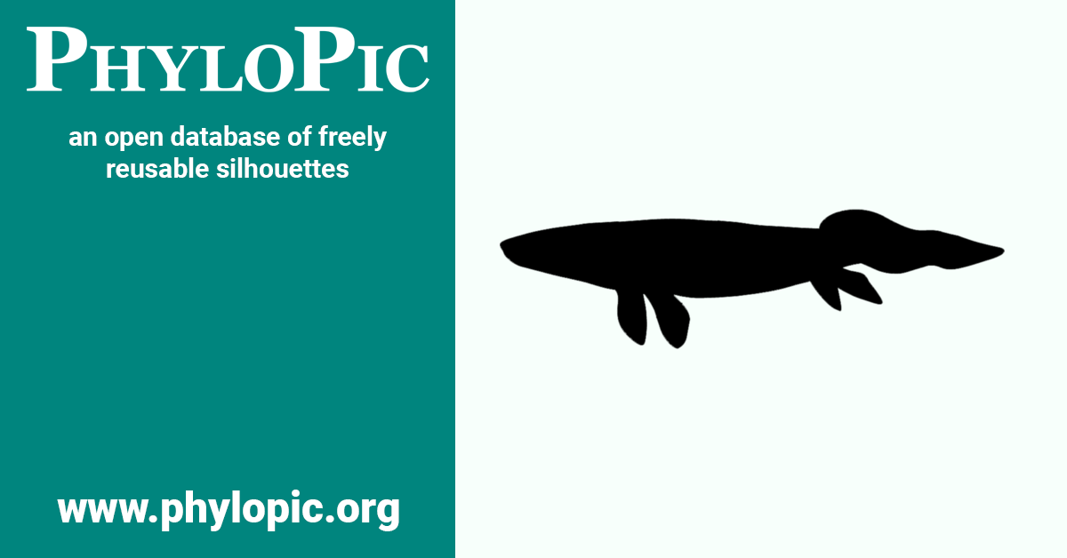 Panderichthys by Mateus Zica (CC BY-SA 3.0) - PhyloPic