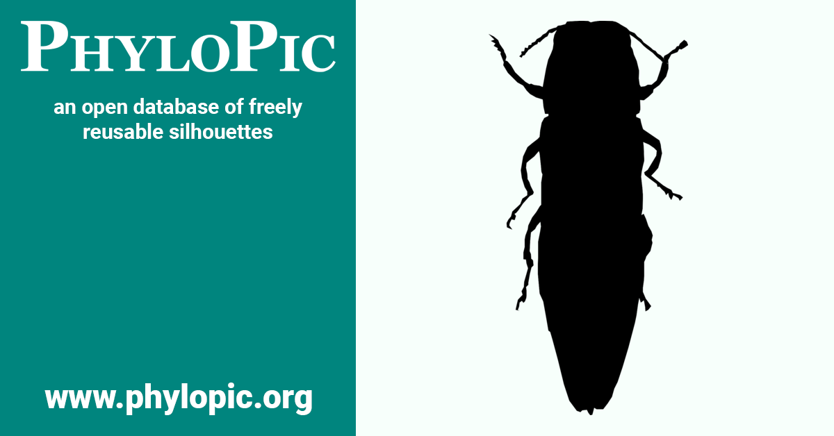 Agrilus planipennis by Kristina Gagalova (CC BY-SA 3.0) - PhyloPic