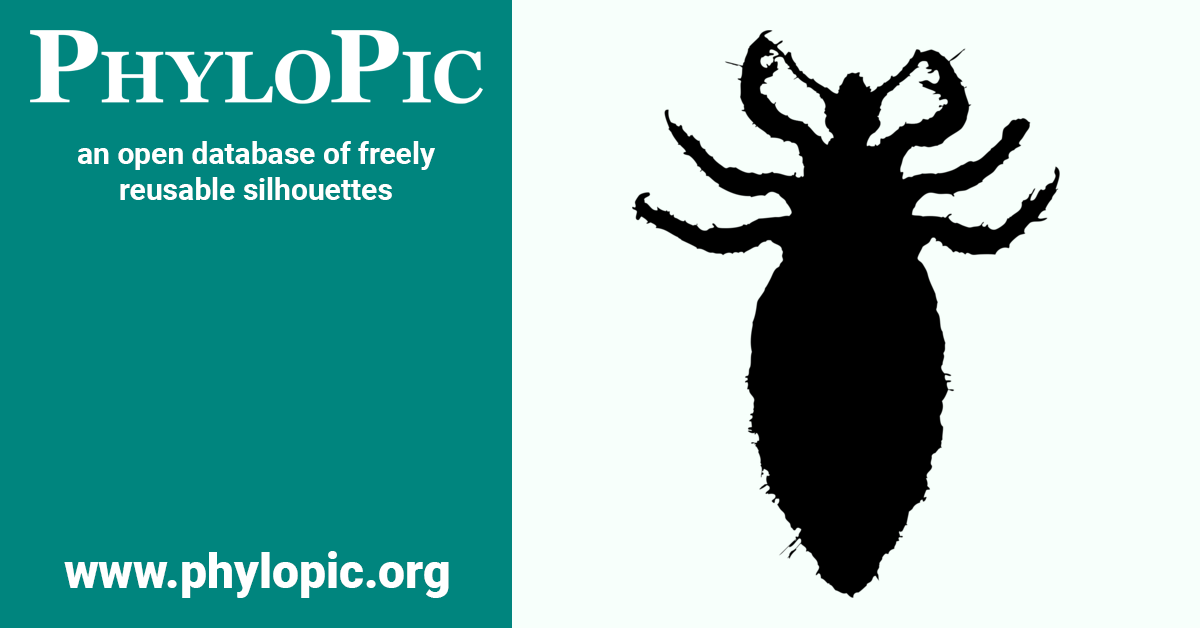 Pediculus humanus humanus - PhyloPic