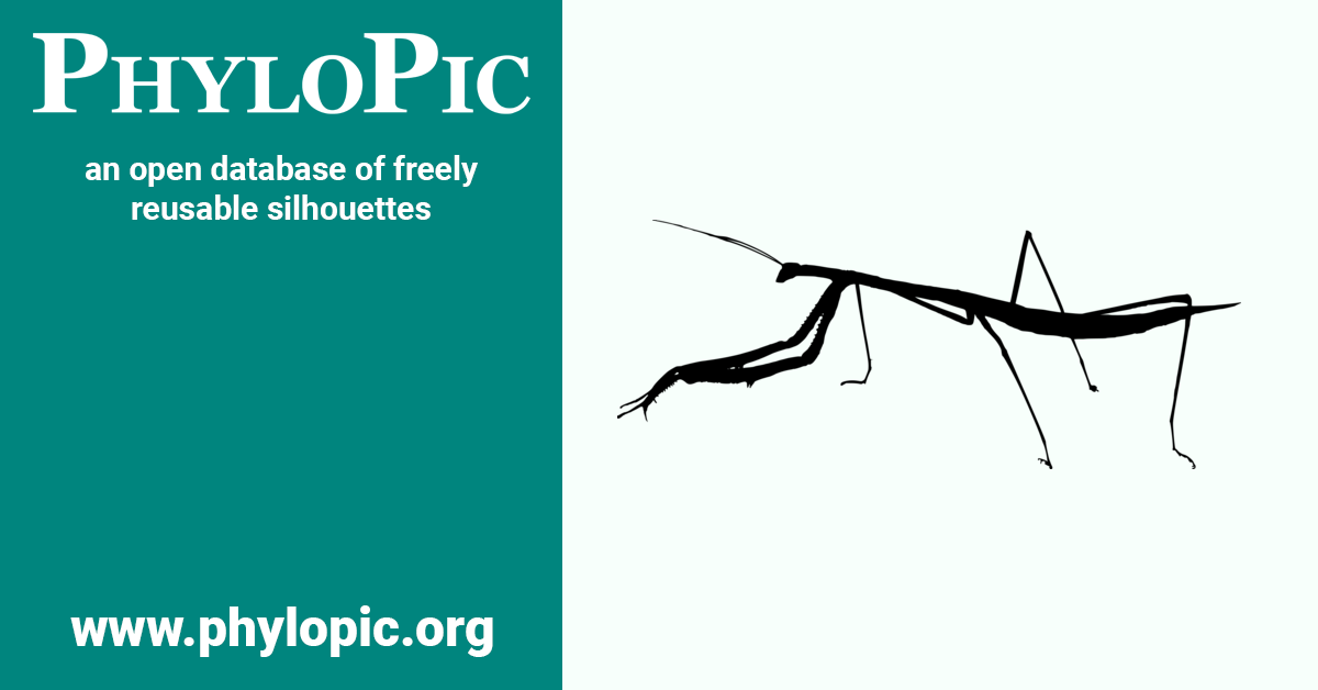 Ischnomantis fatiloqua by Andrew Hankey (photograph), T. Michael Keesey ...