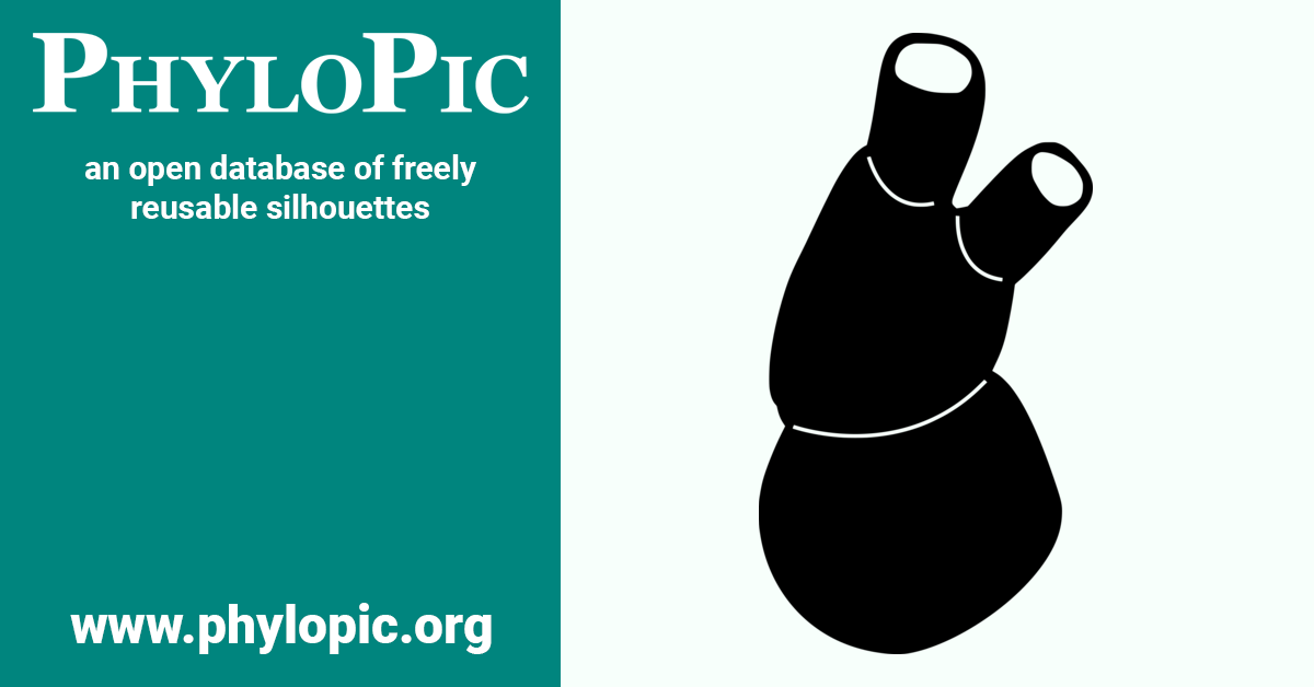 Ciona intestinalis by Christoph Schomburg and Kurtis Wothe (CC0 1.0 ...