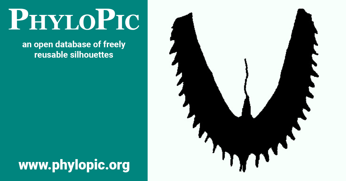 Isograptus by DW Bapst (modified from Maletz et al., 2009) (CC BY 3.0 ...