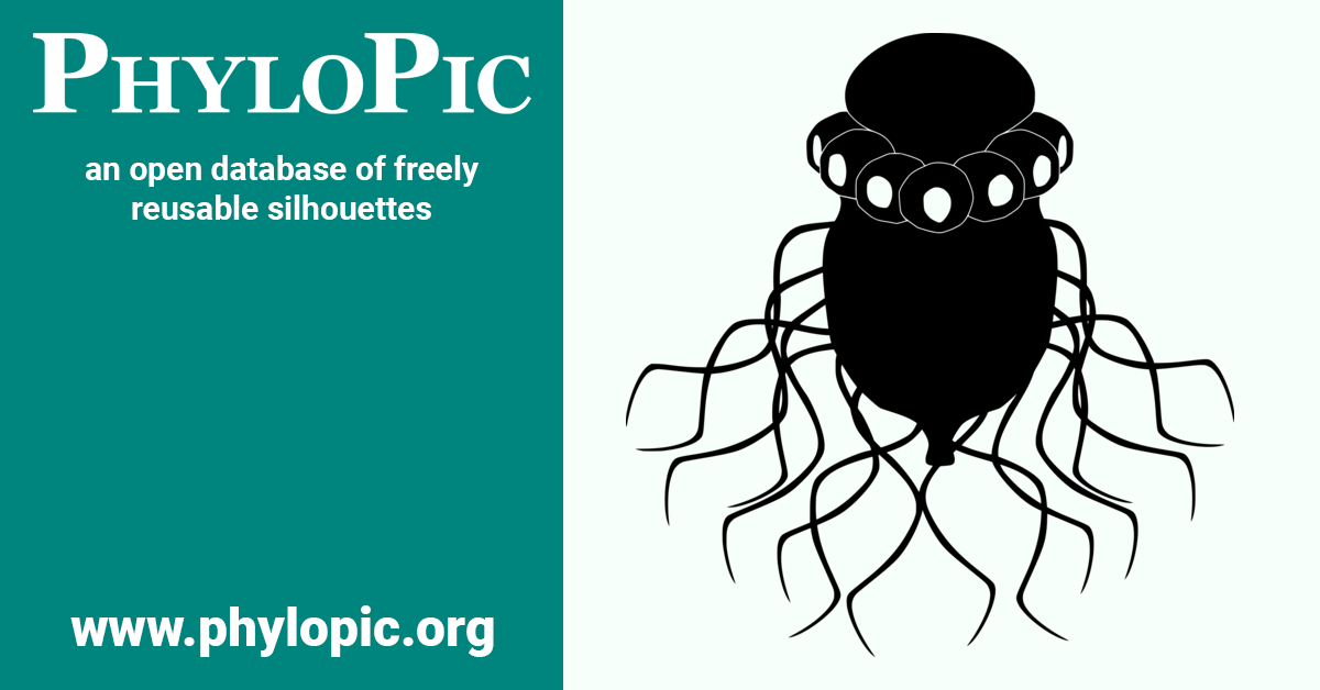 Stephalia dilata by Kurtis Wothe and Giovanna Sainz (CC0 1.0) - PhyloPic