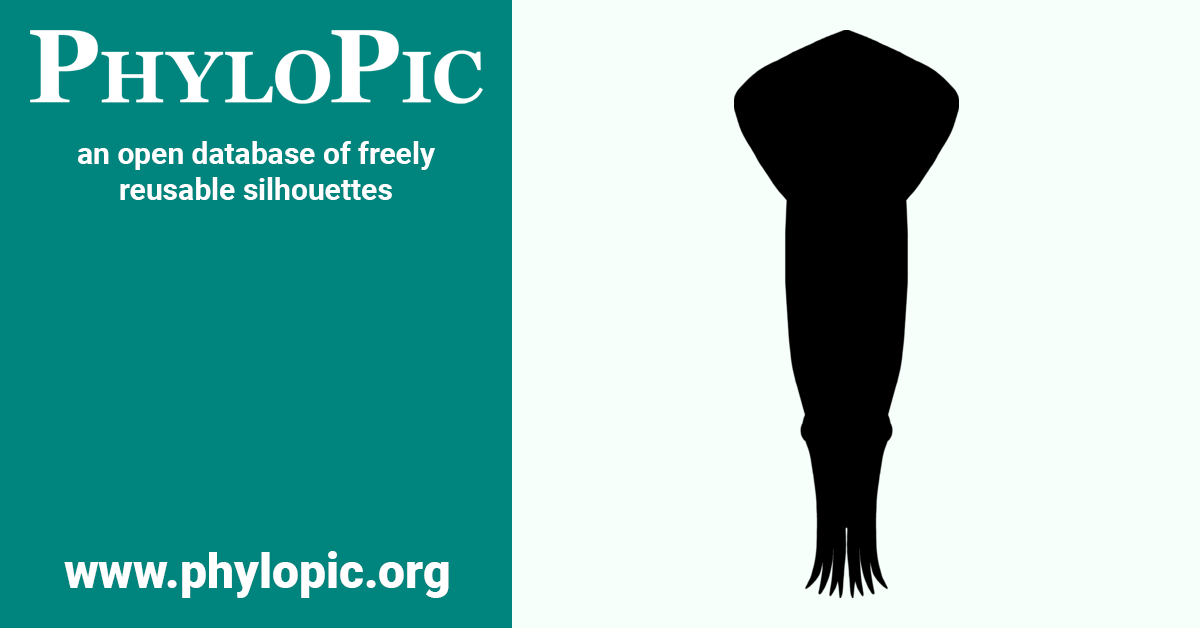 Enchoteuthis melanae by Tyler Greenfield (CC BY 3.0) - PhyloPic