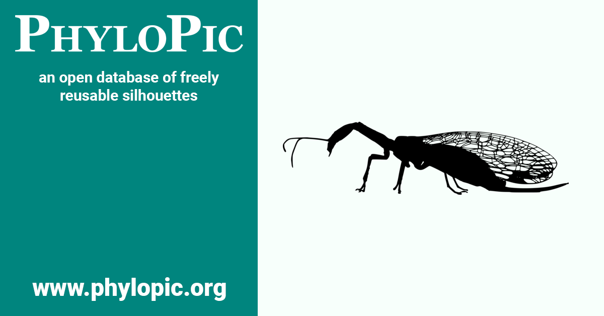 Raphidioptera - PhyloPic
