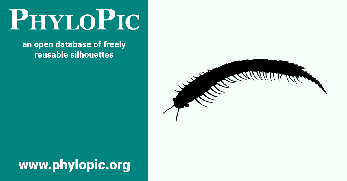 Sottyxerxes multiplex by Qohelet12 (CC BY-SA 3.0) - PhyloPic