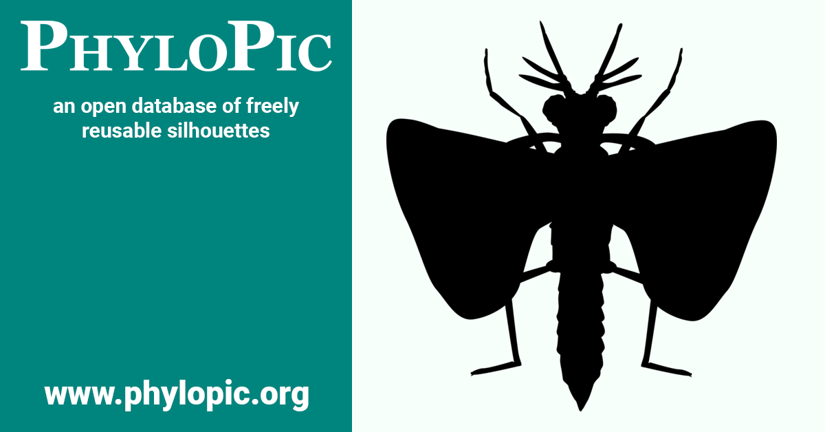 Stylops by Gareth Monger (CC BY 3.0) - PhyloPic