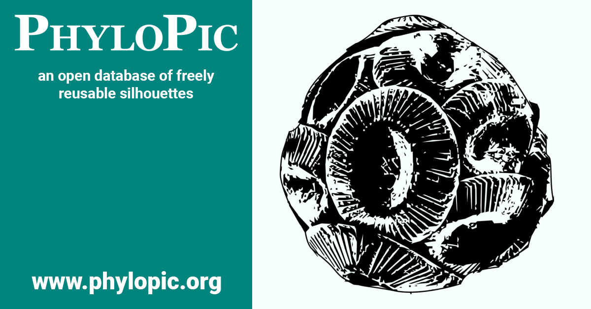 Coccolithus pelagicus by Richard Lampitt, Jeremy Young / NHM ...