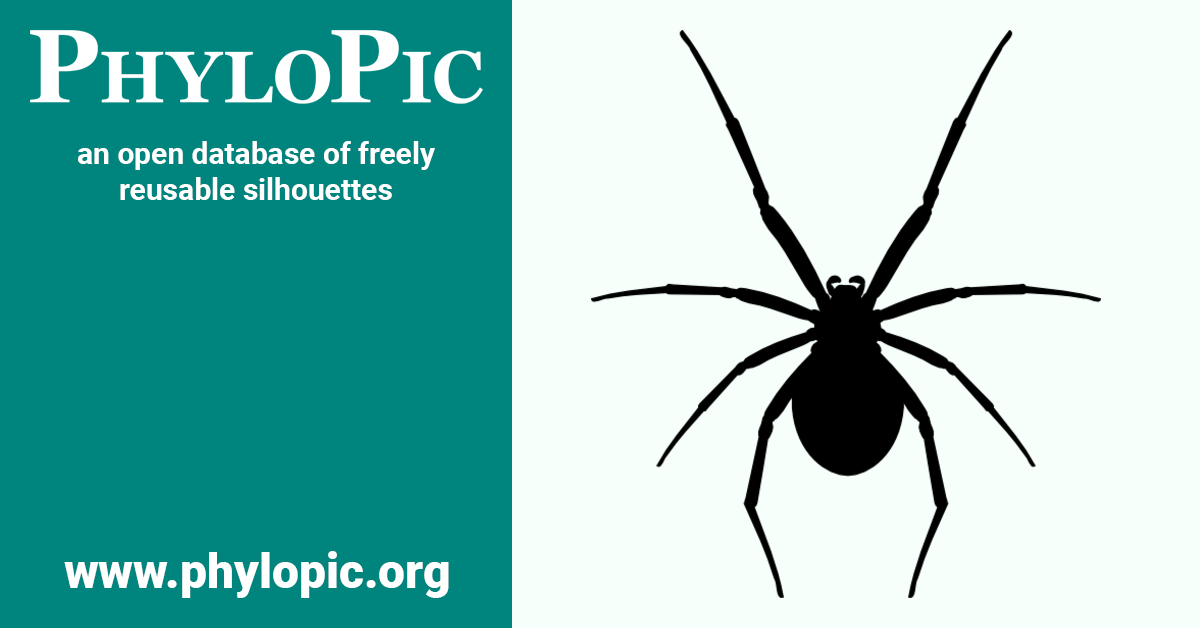 Latrodectus katipo by Melissa Broussard (CC BY 3.0) - PhyloPic